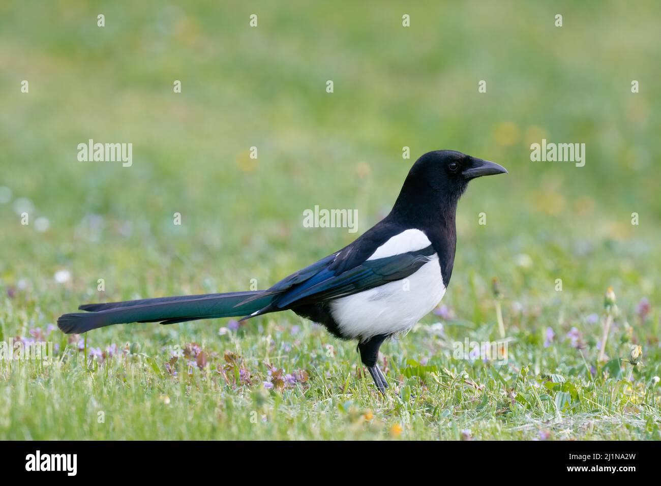 Magpie looking for food in the grass with meadow flowers. In the park ...