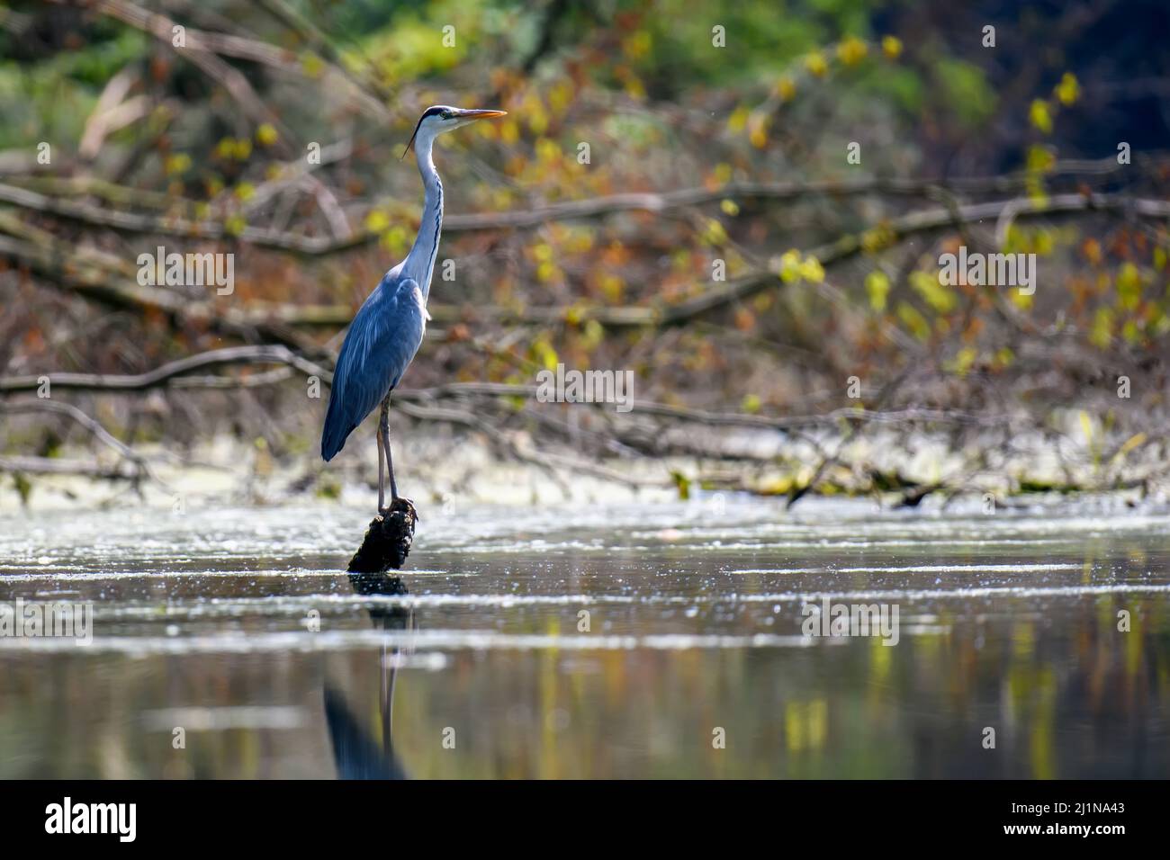 Grey heron on the tree. Wild wading bird with long legs and beak with ...