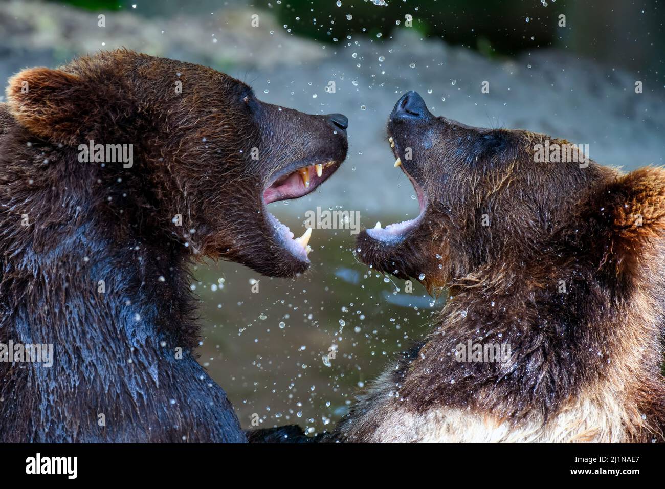 Two Wild Brown Bear (Ursus Arctos) fight on pond in the summer forest. Animal in natural habitat ...
