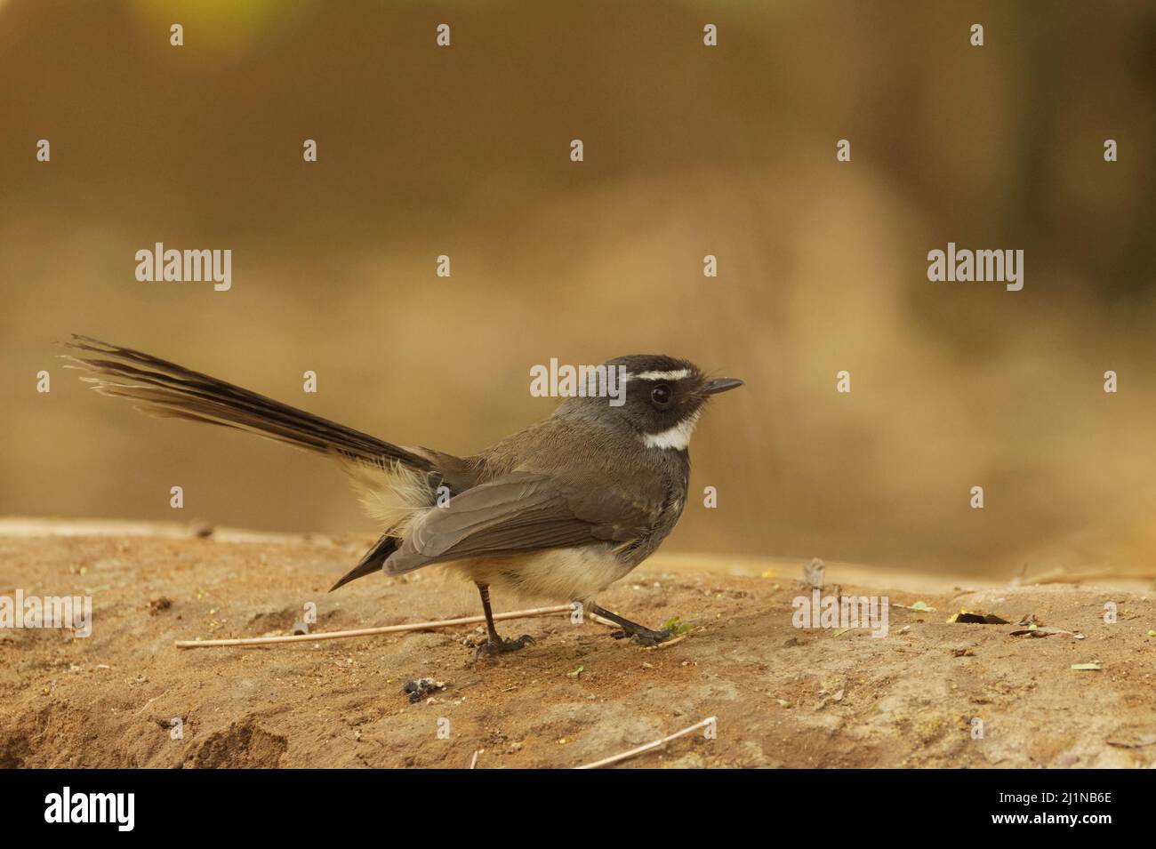 white-spotted fantail (rhipidura albicollis albogularis) at Gandhinagar ...