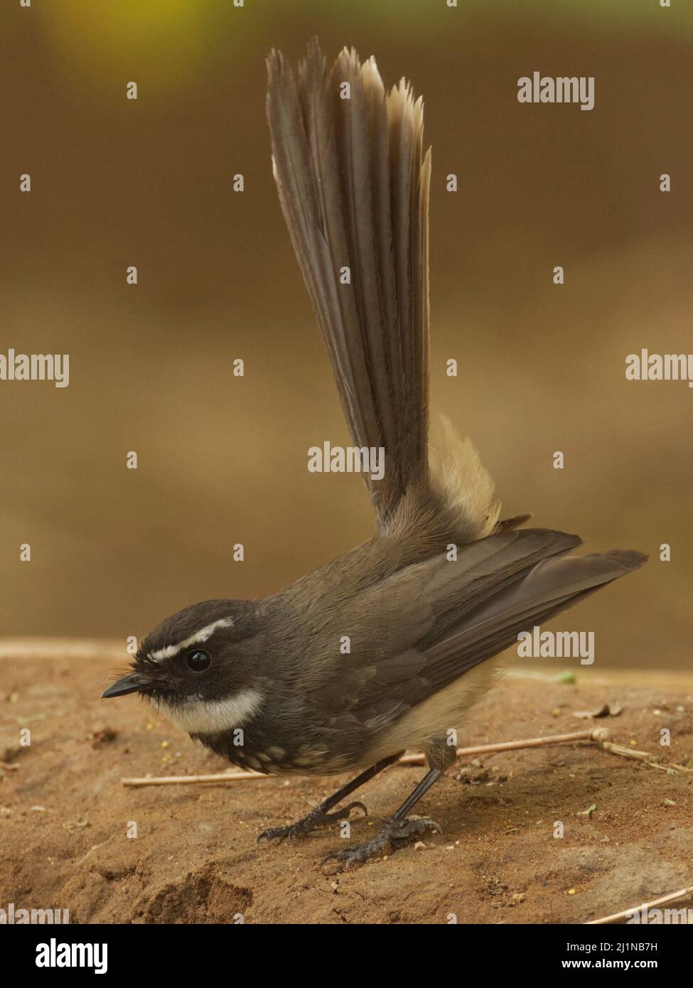 white-spotted fantail (rhipidura albicollis albogularis) at Gandhinagar ...