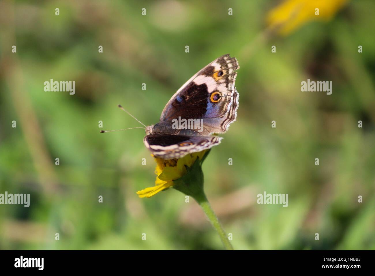 Beautiful open yellow flower hi-res stock photography and images - Alamy