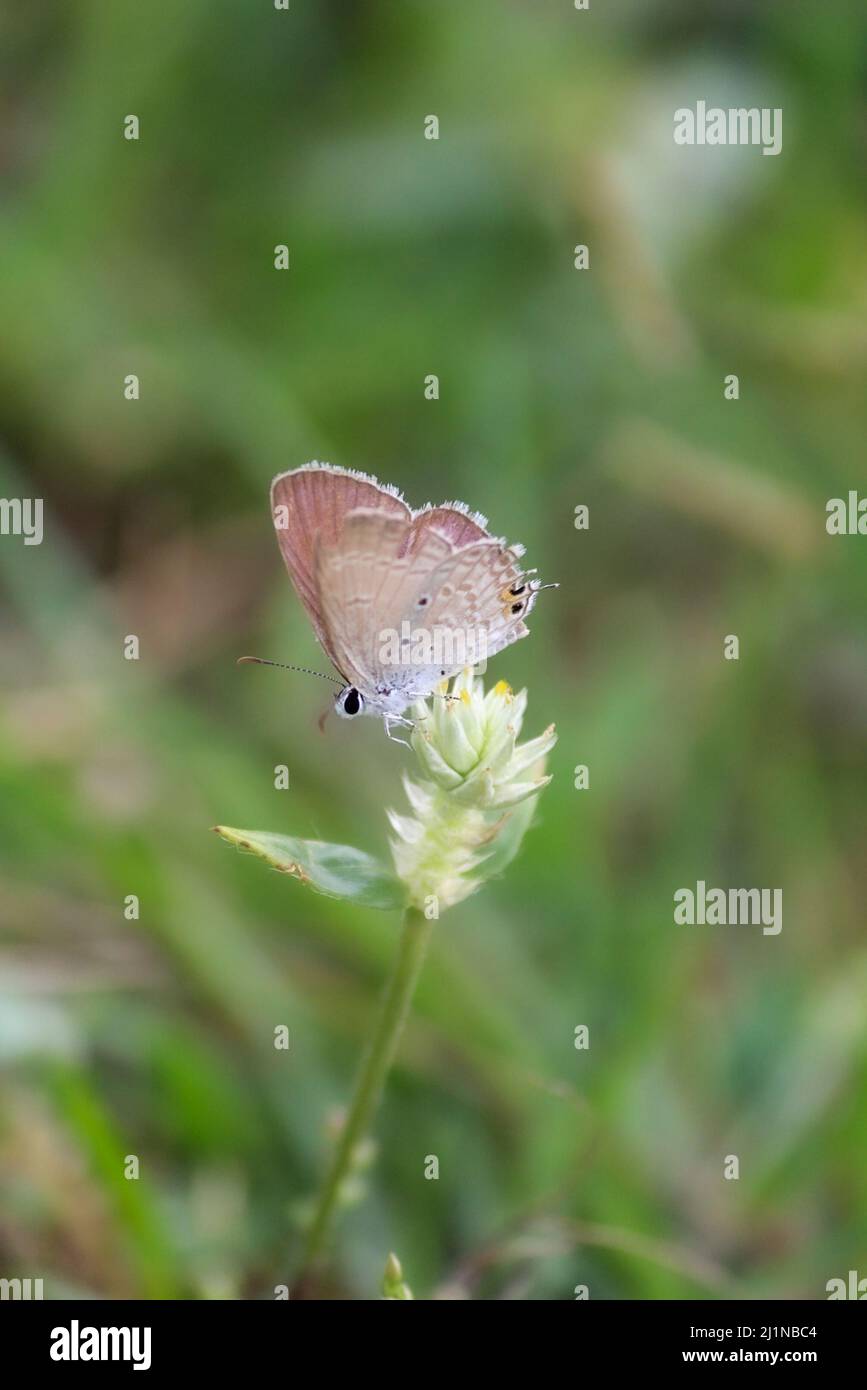 Side view butterfly hi-res stock photography and images - Alamy