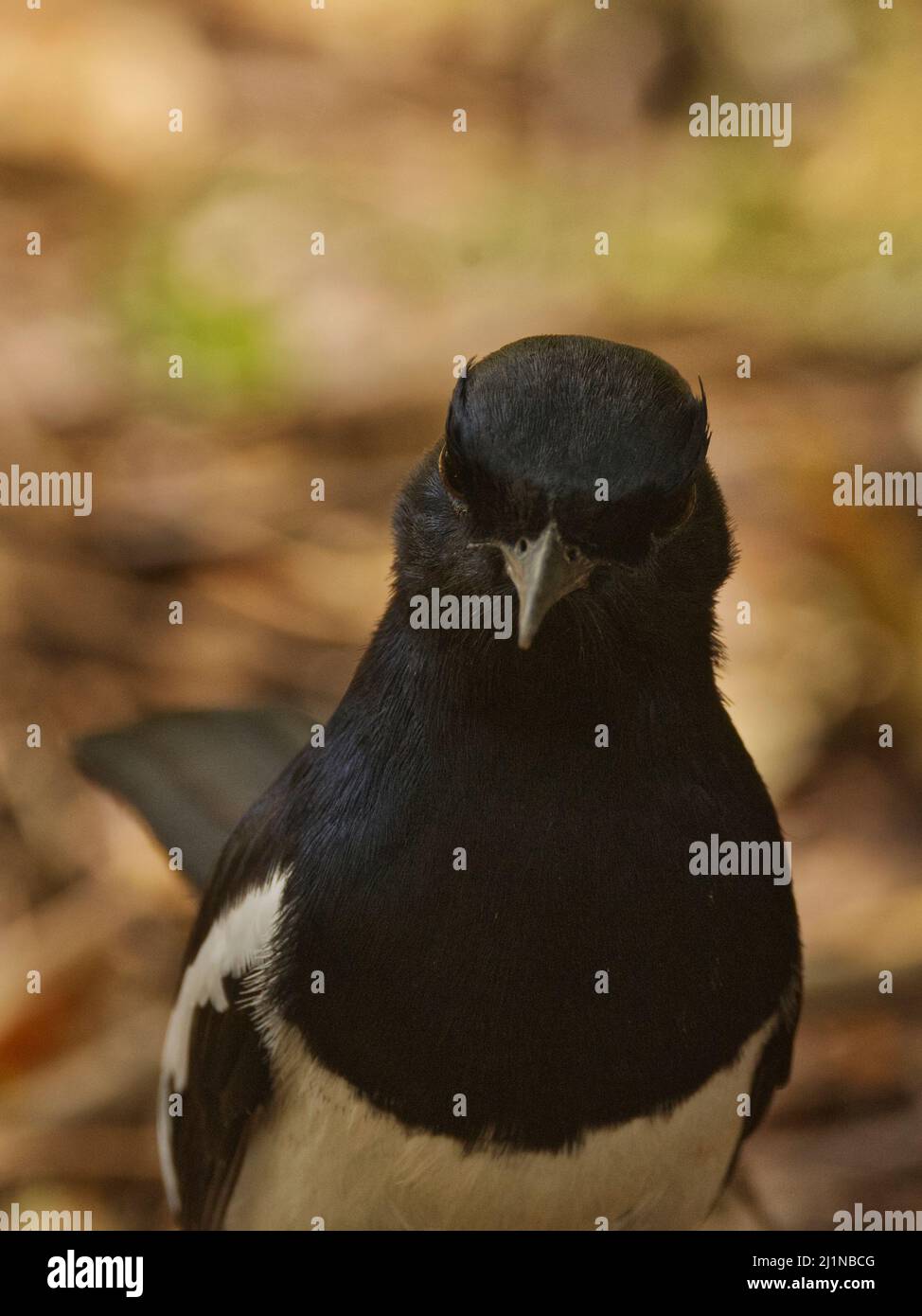 Oriental Magpie-Robin (Copsychus saularis), Gandhinagar, Gujarat, India ...