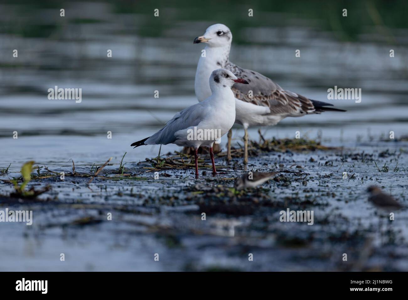 Pallas gull, Ichthyaetus ichthyaetus, Bhigwan, Maharashtra, India Stock ...