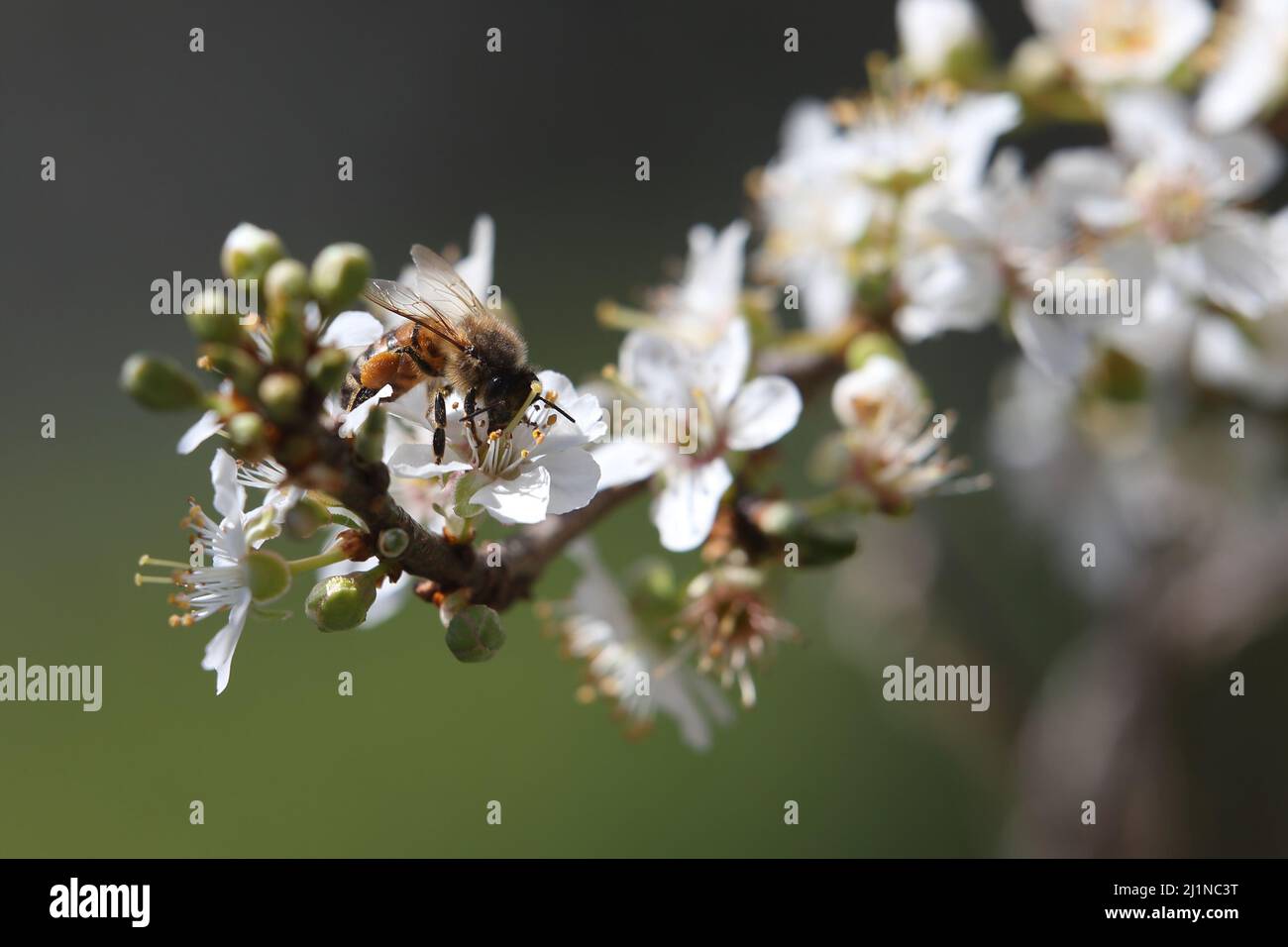 wild bee white flower Stock Photo - Alamy