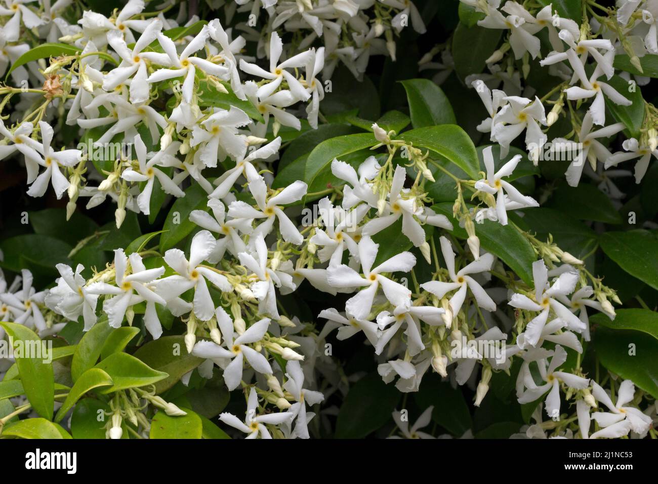 Star Jasmine or False Jasmine, also called Indian Jasmine in full bloom ...