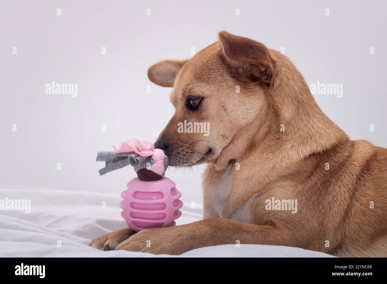 Side view close-up of a mixed-breed dog smelling and looking at the new ...