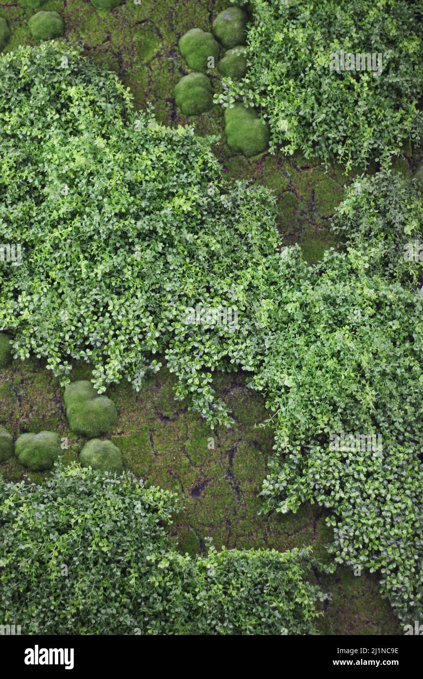 Green moss covering a wall Stock Photo - Alamy