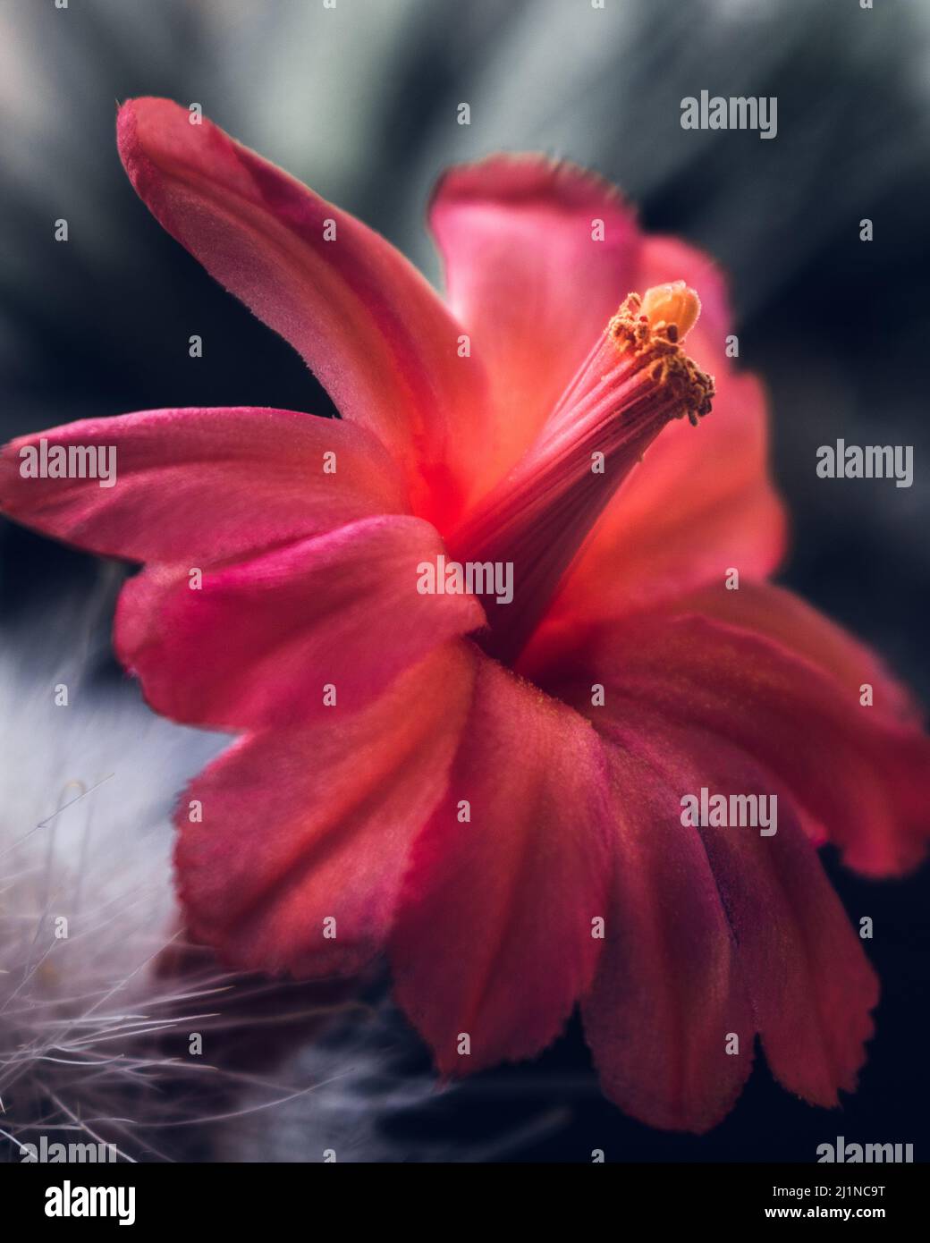 Hedgehog cactus echinocereus scheeri hi-res stock photography and ...
