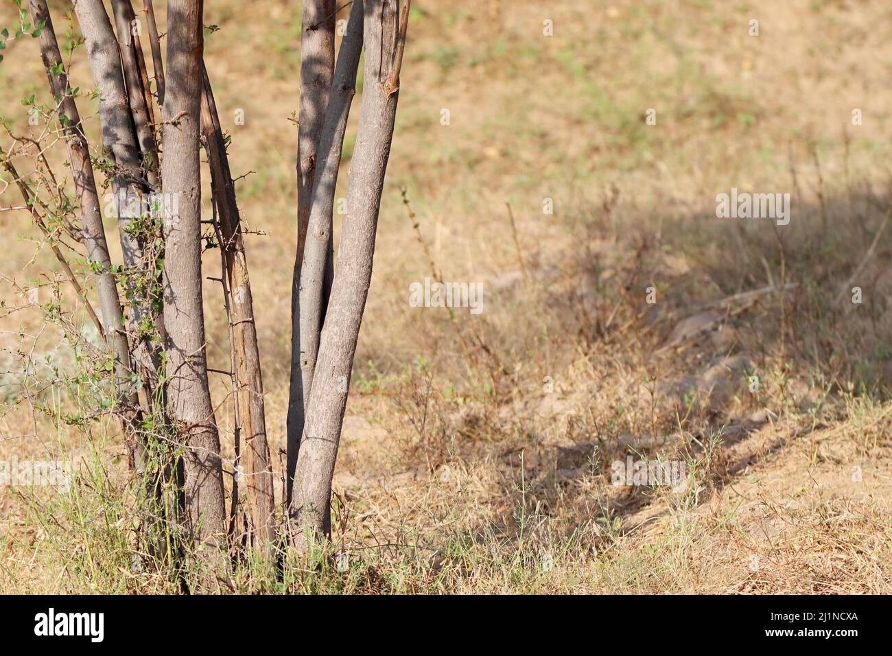 Close-up Photo of many branches of a tree coming out of the ground ...