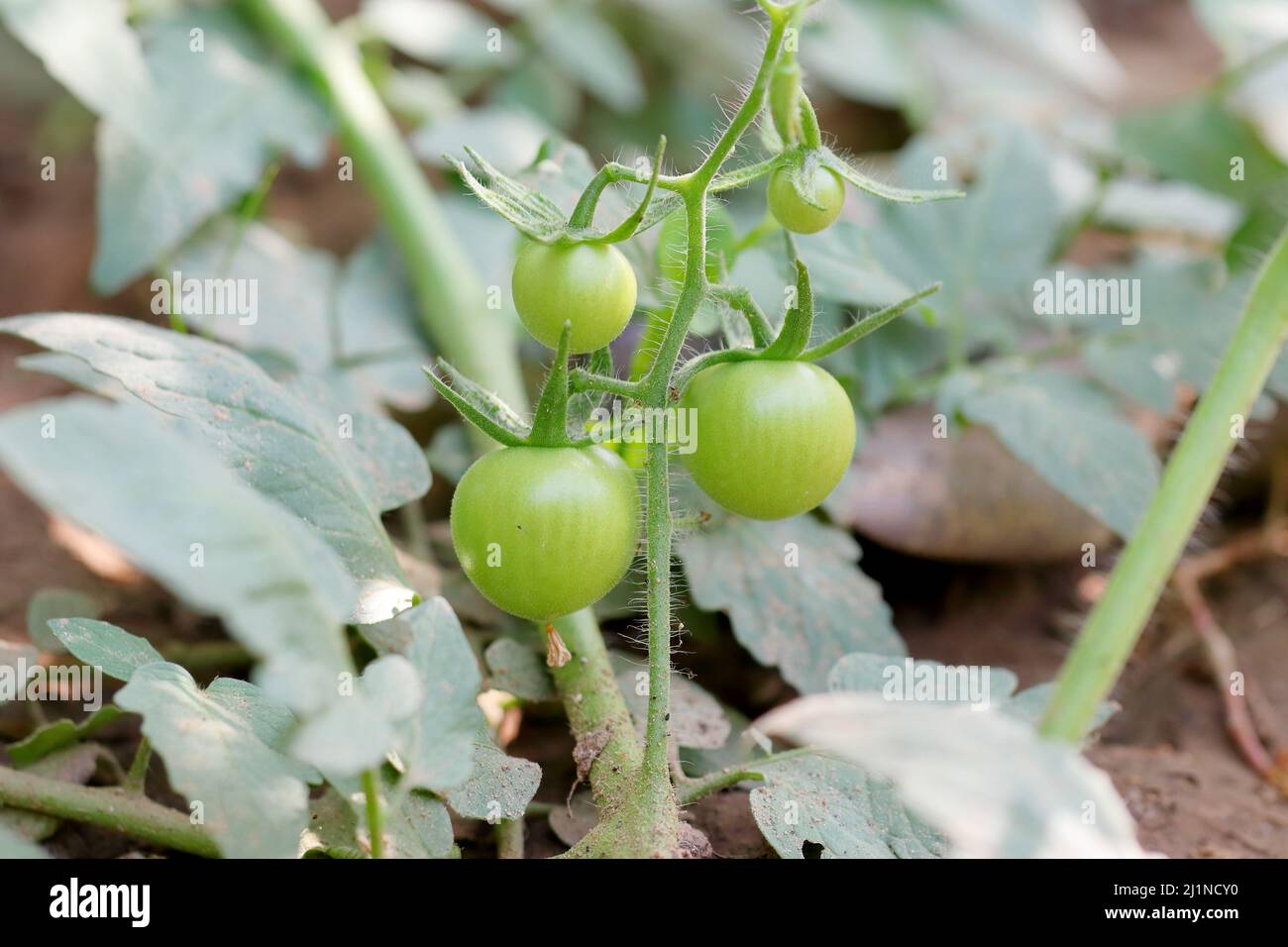 Close-up Photo of raw fresh green tomato fruit growing on tomato crop ...