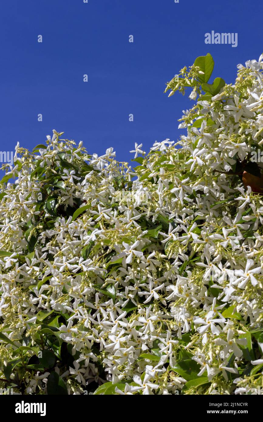 Star Jasmine or False Jasmine, also called Indian Jasmine in full bloom ...