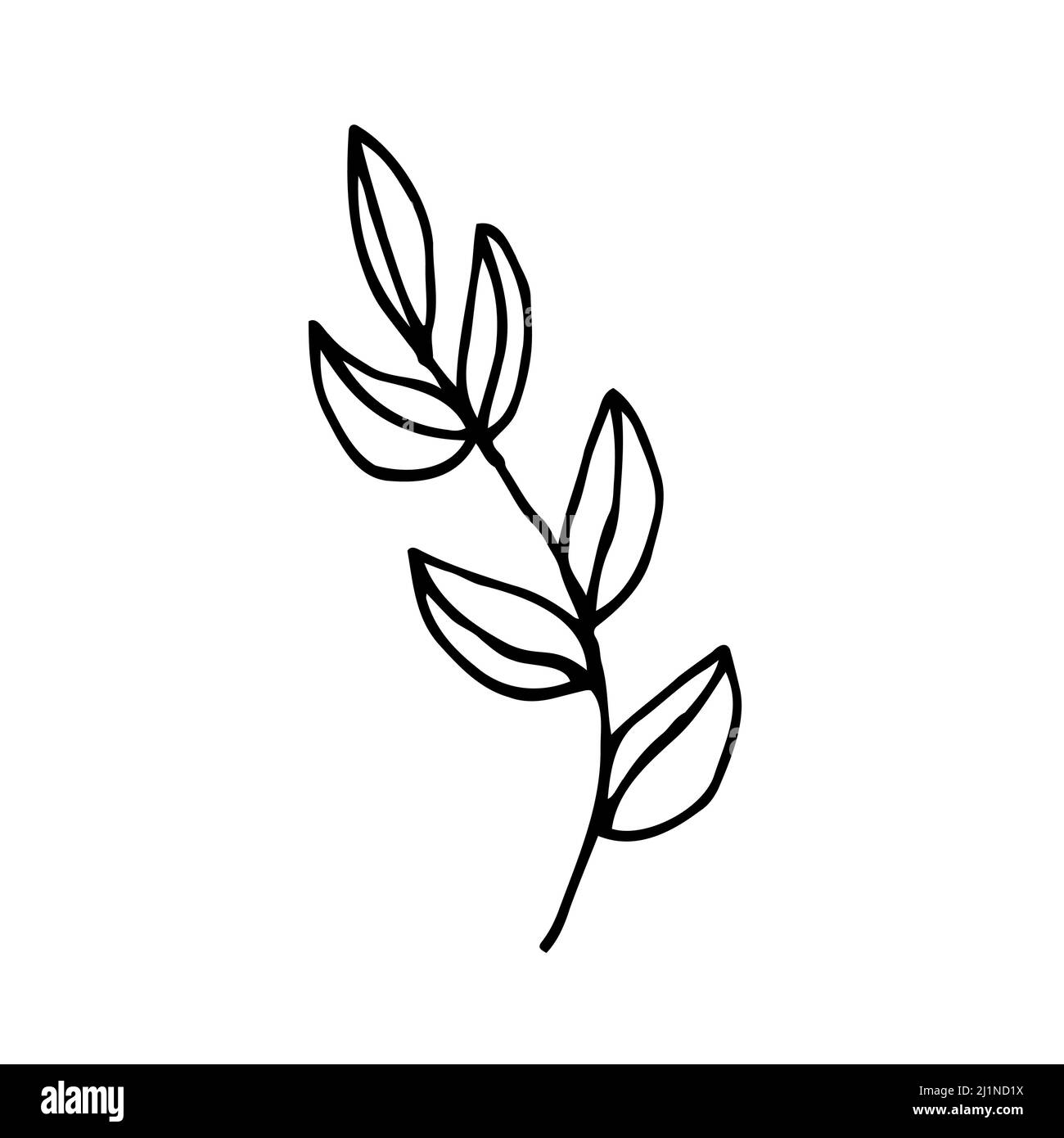 Isolated vector sketch of branch isolated on white background Stock ...