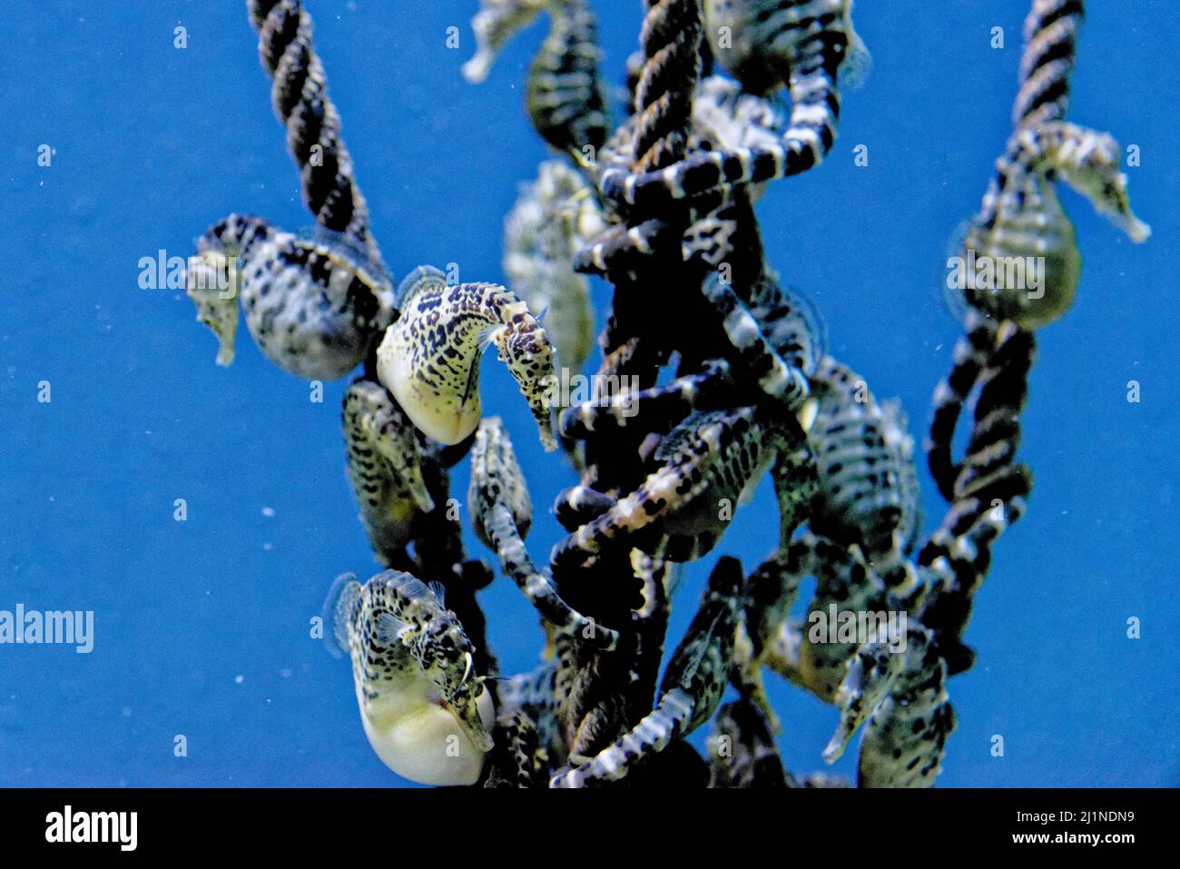 The knobby seahorse (Hippocampus breviceps), also known as the short ...
