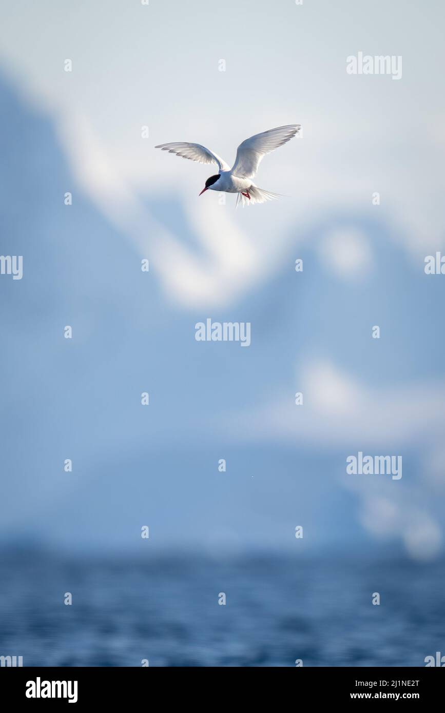 Antarctic tern flight fly hi-res stock photography and images - Alamy