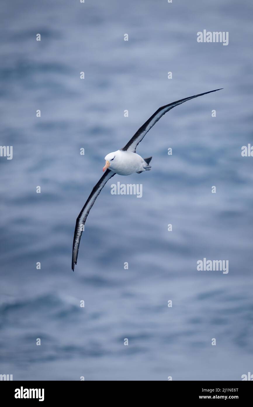 Diagonal wings hi-res stock photography and images - Alamy