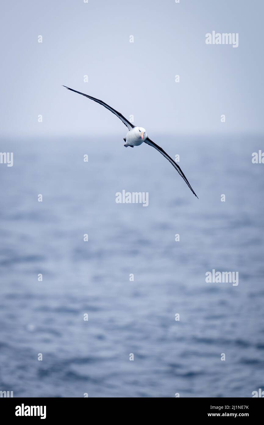 Albatross soaring waves hi-res stock photography and images - Alamy