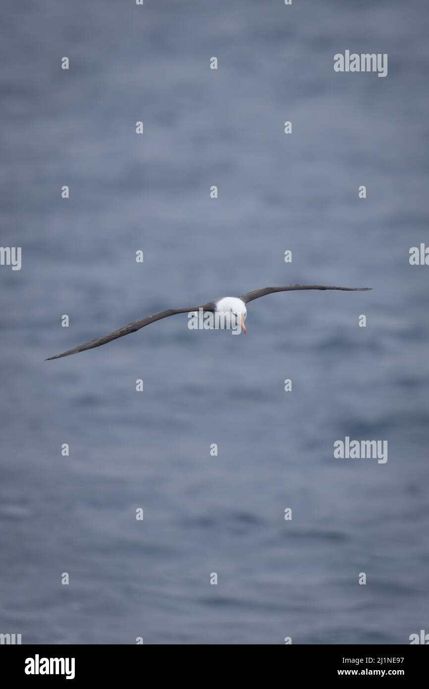 Albatross soaring waves hi-res stock photography and images - Alamy