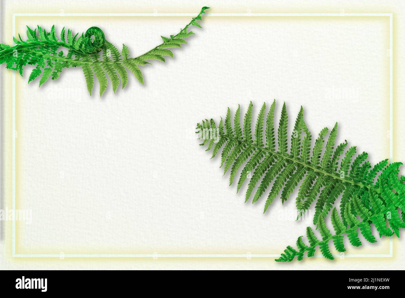 Creative tropical leaves fern on a paper beige background with shadows ...