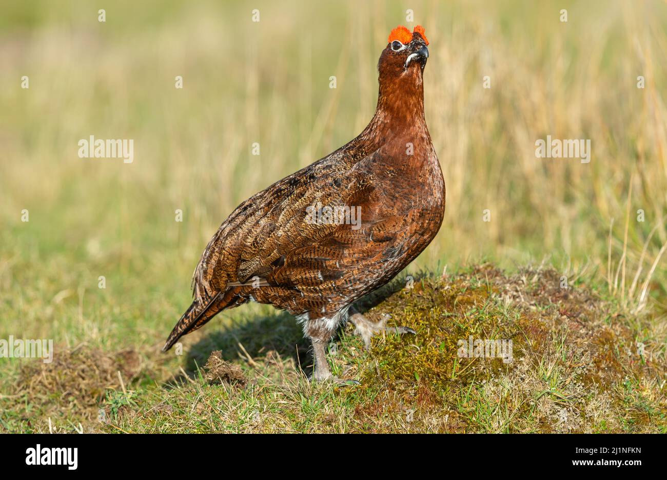 Red Grouse male in early Springtime, displaying his vivid red eyebrows during the breeding ...