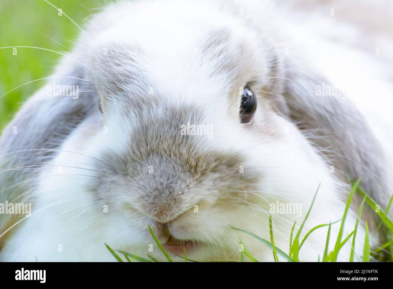 Big eye bunny rabbit hi-res stock photography and images - Alamy