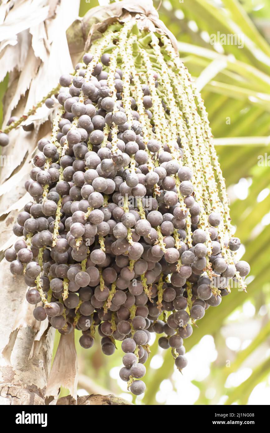 A selective of Areca catechu palm Stock Photo - Alamy