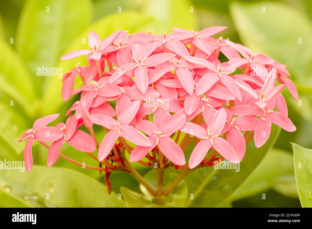 A closeup of Ixora flowering plant in the Rubiaceae family Stock Photo - Alamy