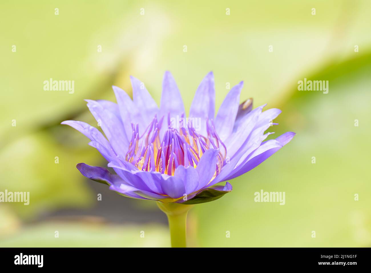 Red lotus tree hi-res stock photography and images - Alamy