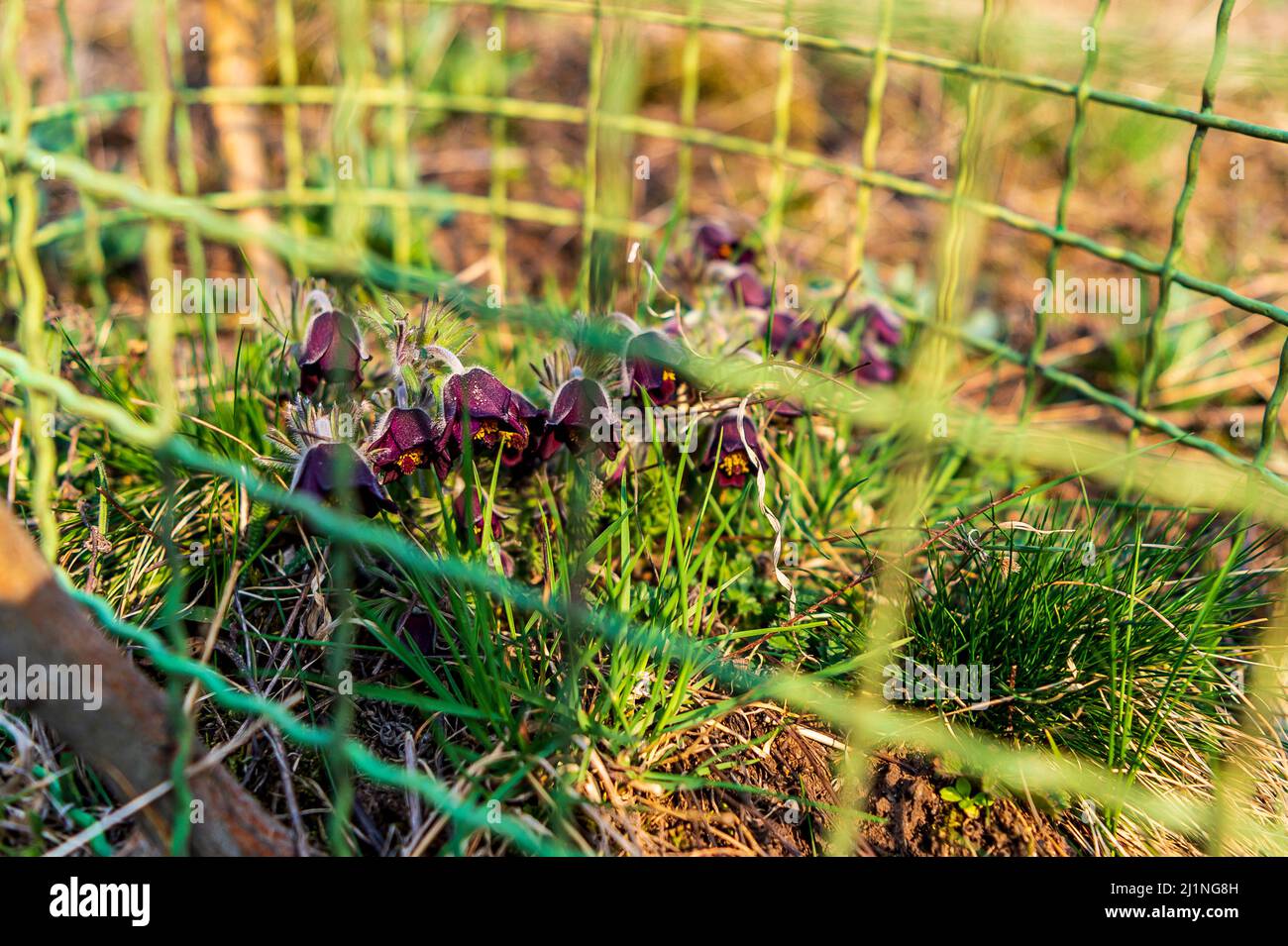 Overpopulated deer hi-res stock photography and images - Alamy