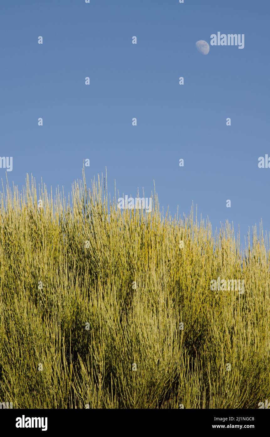 Spartocytisus supranubius hi-res stock photography and images - Alamy