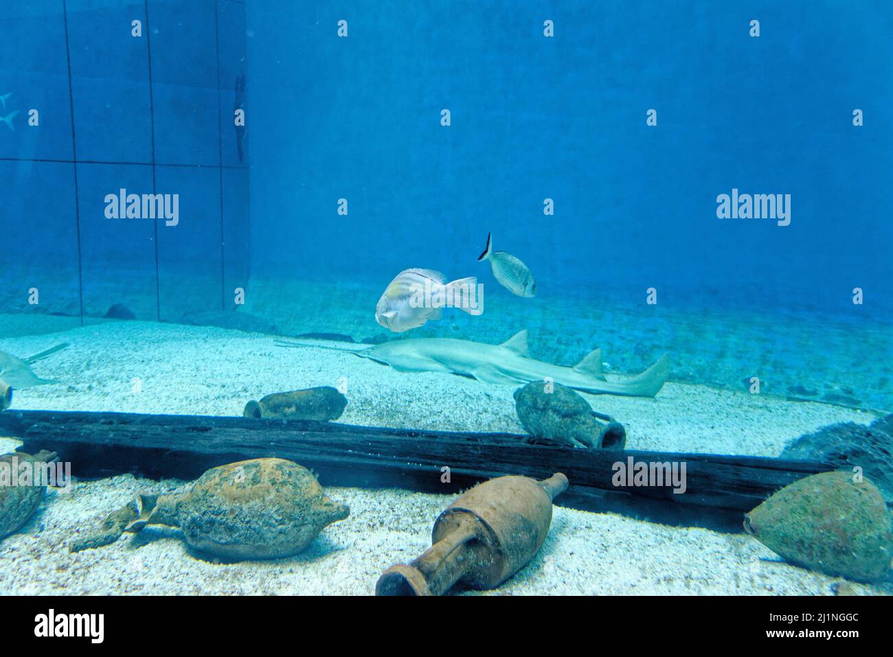 Longtooth grouper - Epinephelus bruneus - species of marine ray-finned ...
