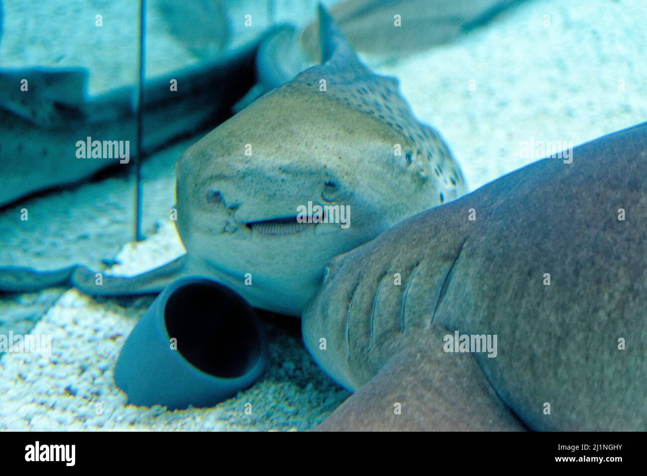 Carpet Shark