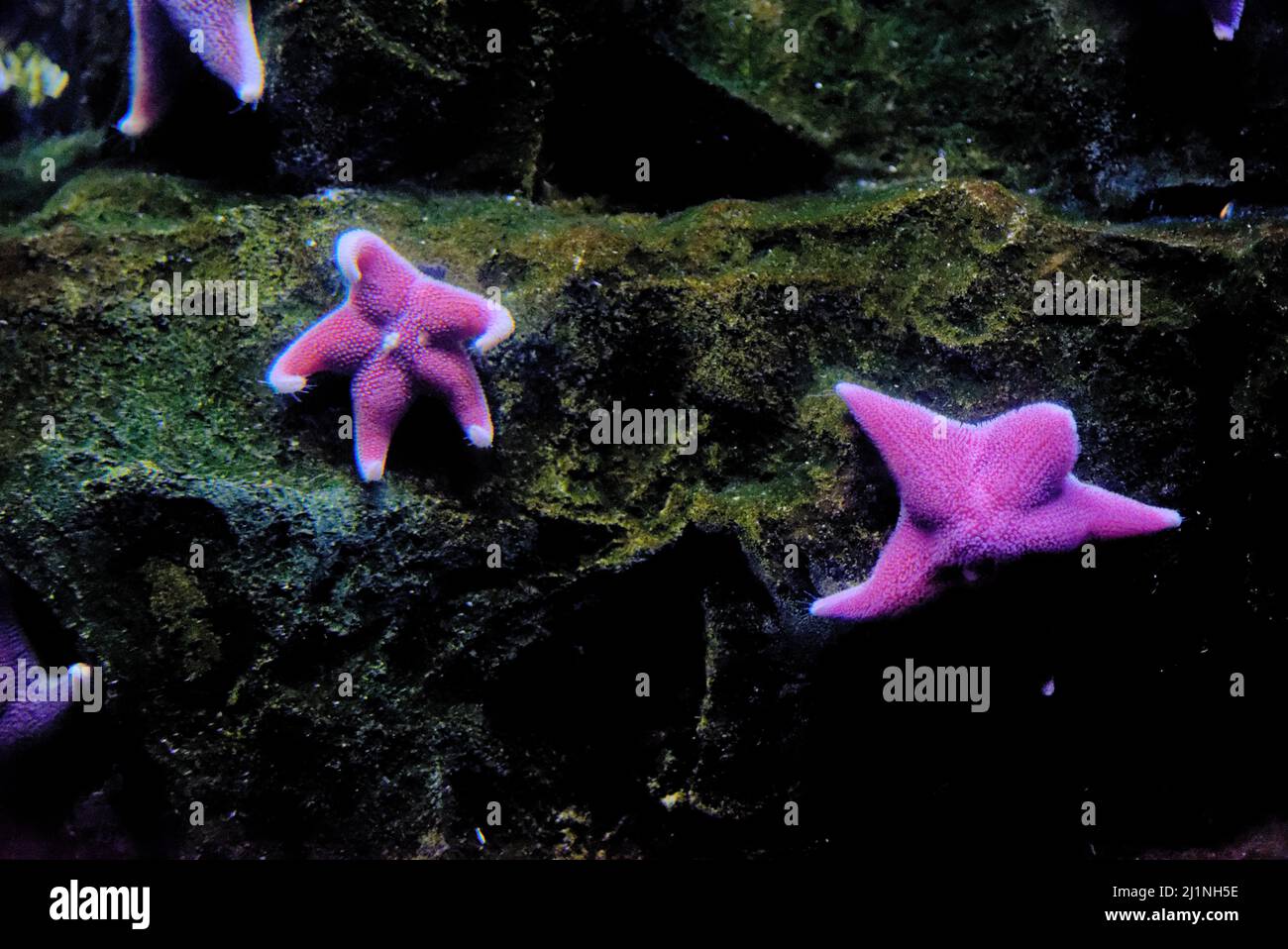 Starfish or sea stars are star-shaped echinoderms belonging to the ...