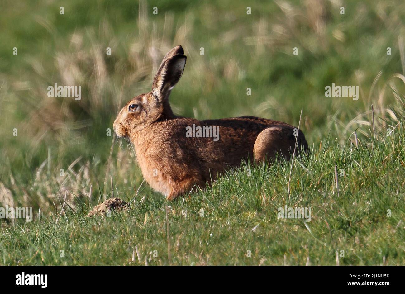 Brown Hare in the Cotswold Hills at Winchcombe in Gloucestershire Stock Photo - Alamy