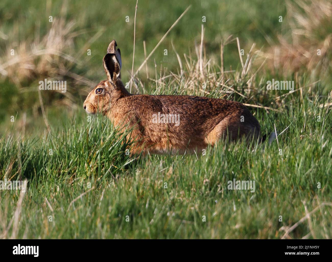 Brown Hare in the Cotswold Hills at Winchcombe in Gloucestershire Stock Photo - Alamy
