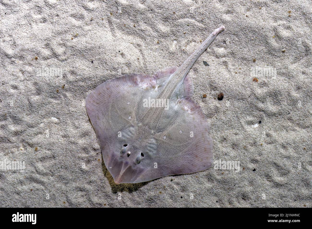 Swimming with sting rays hi-res stock photography and images - Alamy
