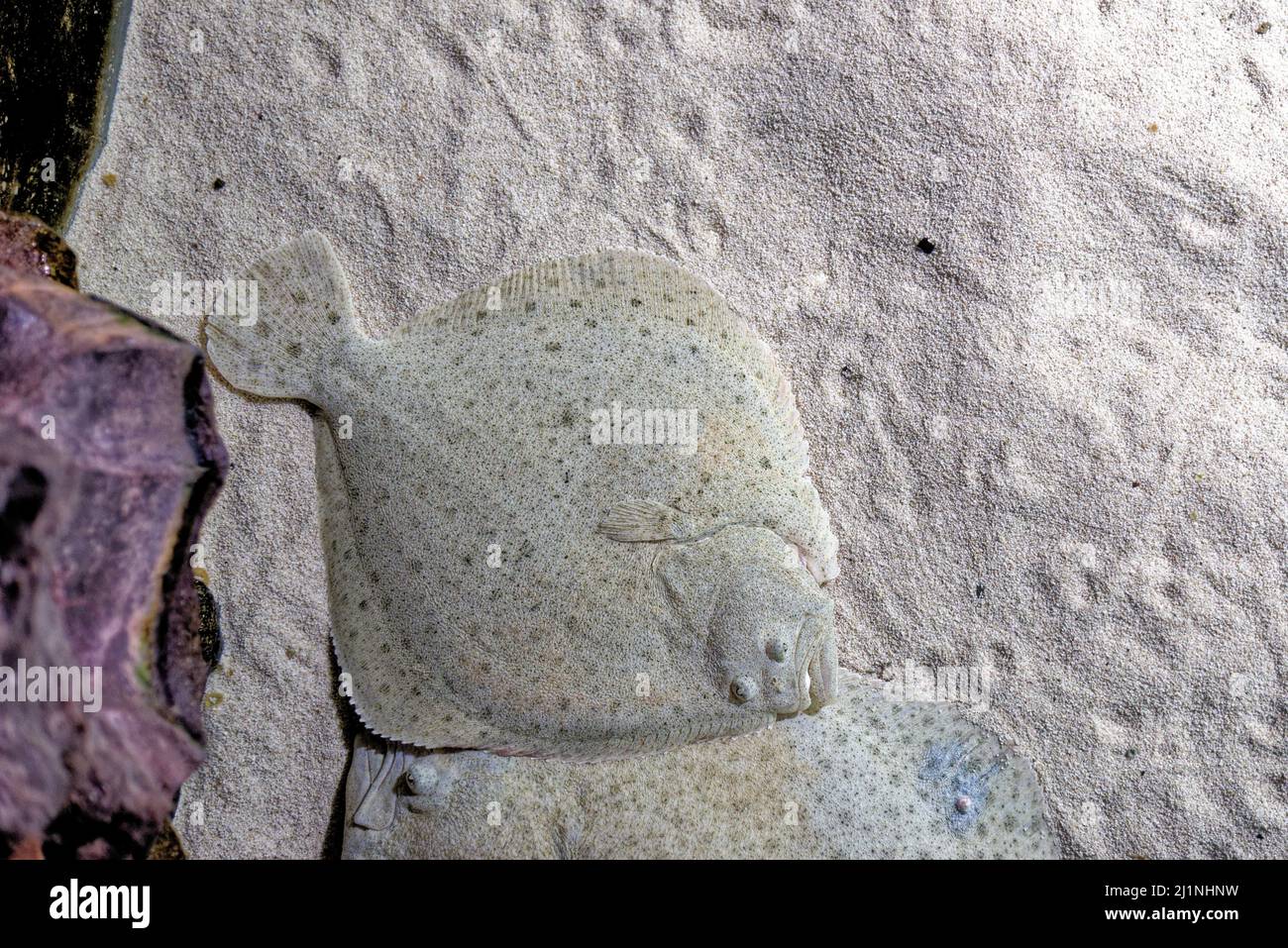 Atlantic stingrays hi-res stock photography and images - Alamy
