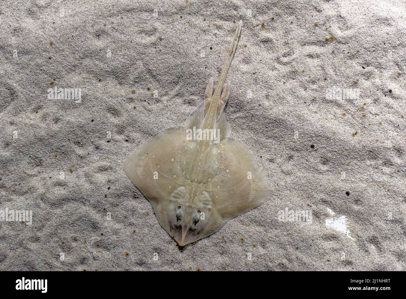 Atlantic stingrays hi-res stock photography and images - Alamy