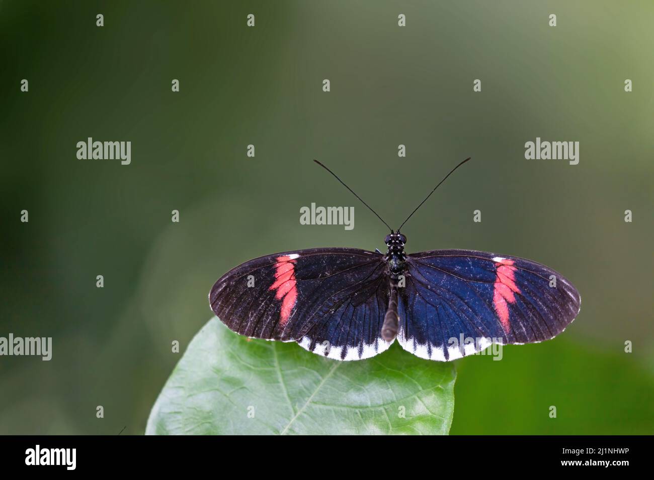 Dorsal view of Red postman (Heliconius erato) butterfly with open wings ...