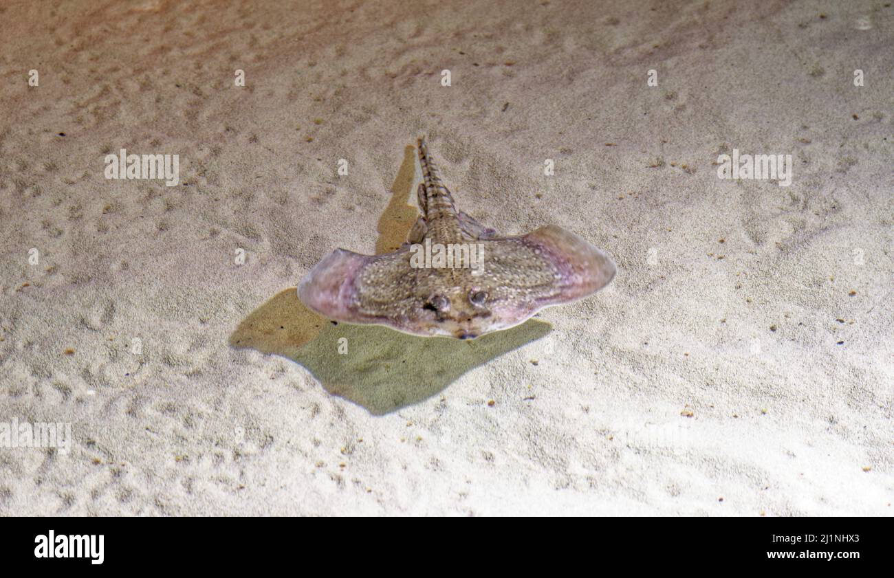 The smalleyed ray or smalleyed skate (Raja microocellata) is a species ...