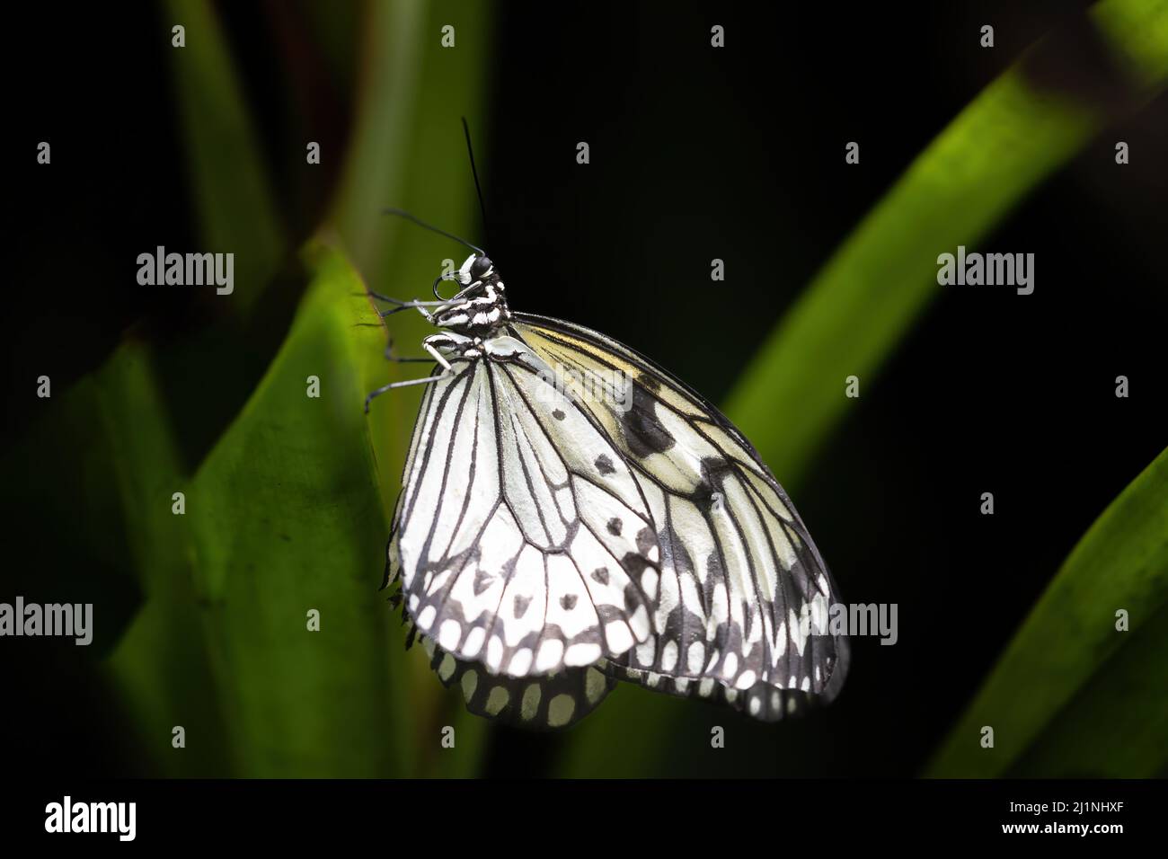 Versal view of the paper kite butterfly or rice paper butterfly (Idea ...