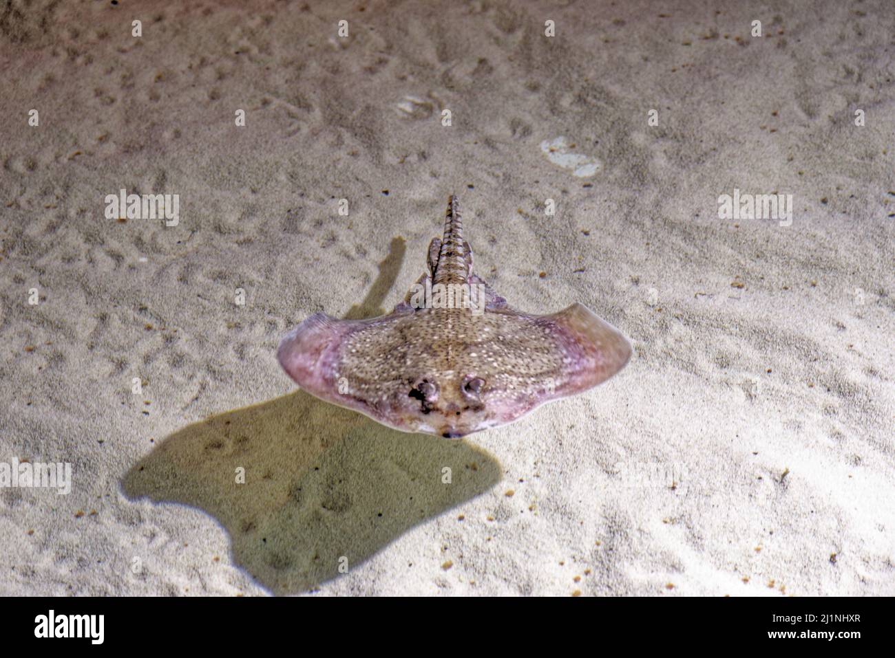 The smalleyed ray or smalleyed skate (Raja microocellata) is a species ...