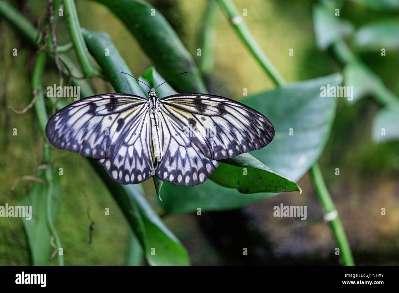 Dorsal view of Idea leuconoe, also known as the paper kite butterfly or ...