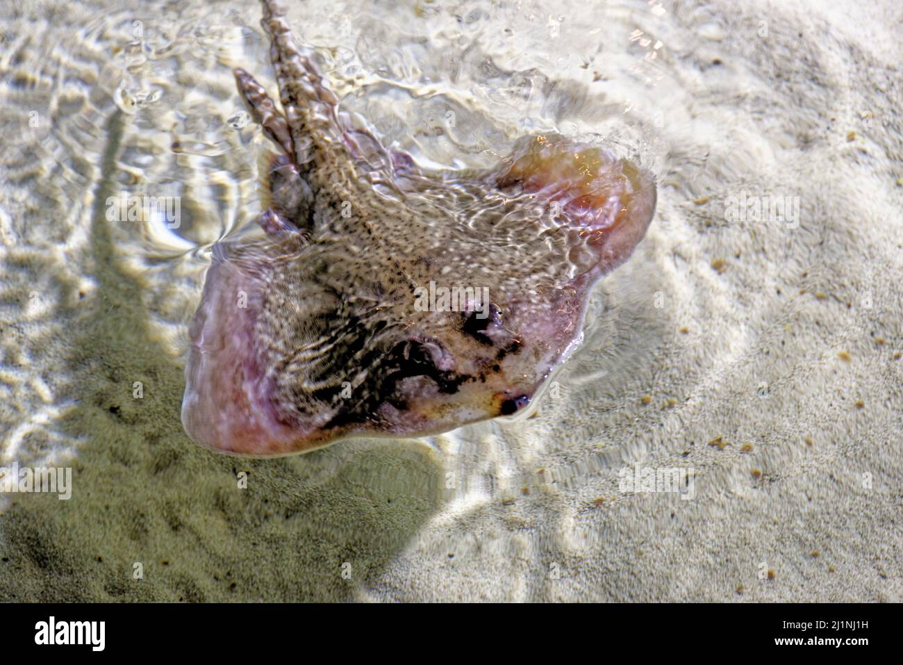 The smalleyed ray or smalleyed skate (Raja microocellata) is a species ...