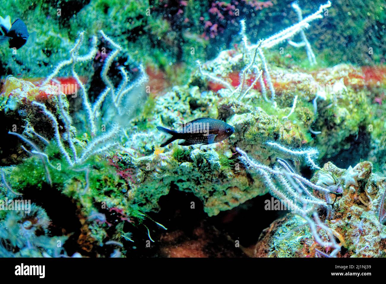 Starfish or sea stars are star-shaped echinoderms belonging to the ...