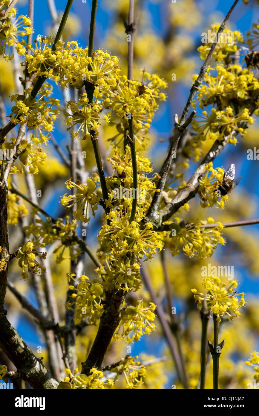 Cornus Mas 'Aurea' a winter spring flowering shrub plant with a yellow ...