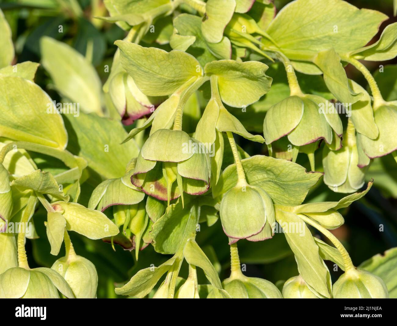 Hellebore january flowering hi-res stock photography and images - Alamy