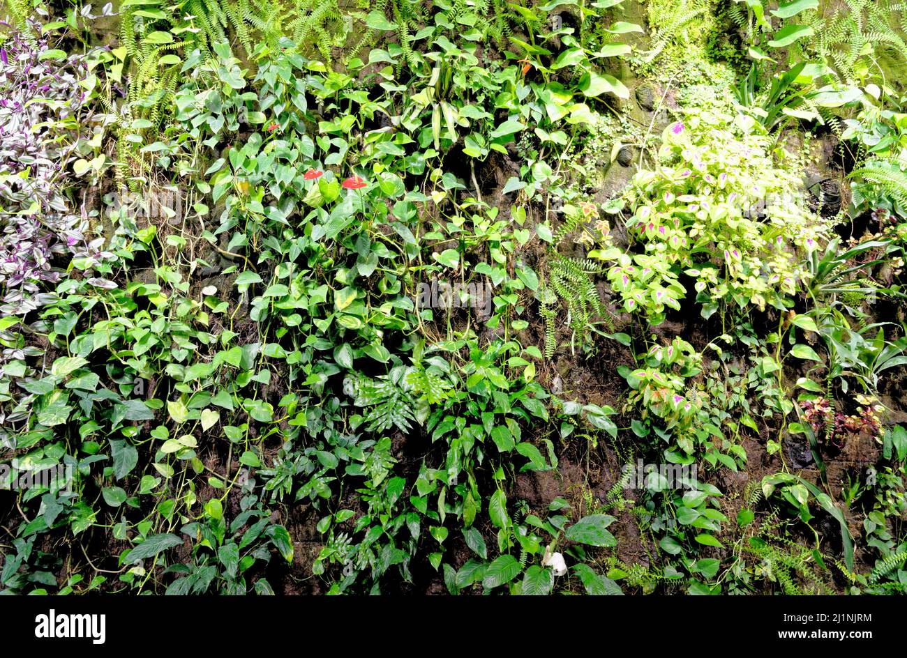 Lush Tropical Vegetation - Tropical rain forest. Tropical trees and ...