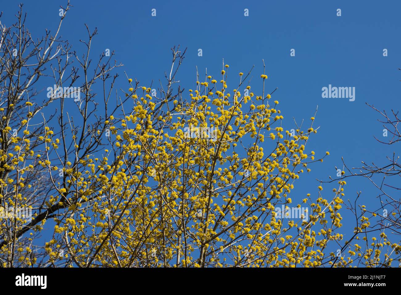 Blossoms of a cornelian cherry, also called Cornus mas Stock Photo - Alamy